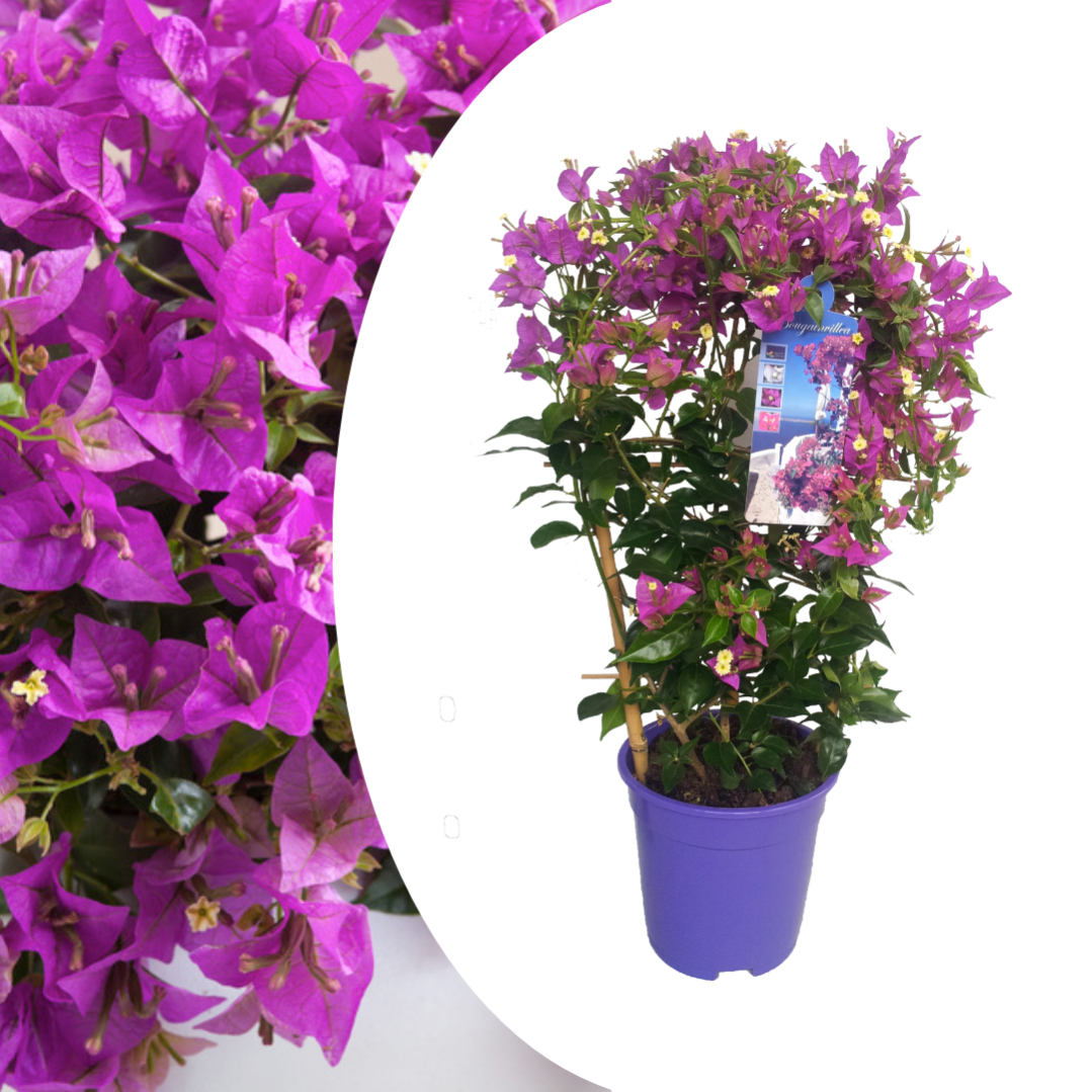 Plant in a Box - Bougainvillea 'Alexandra' - Viola - Rampicante ...