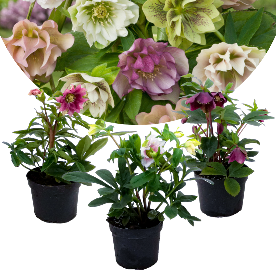 Plant in a Box - Helleborus Orientalis - Mix di 3 - Rose di Natale ...