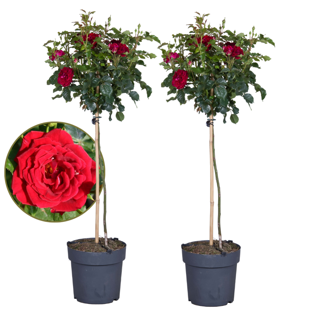 Plant in a Box - Rosa Palace 'Pride' - Set di 2 - Rose a stelo rosso ...