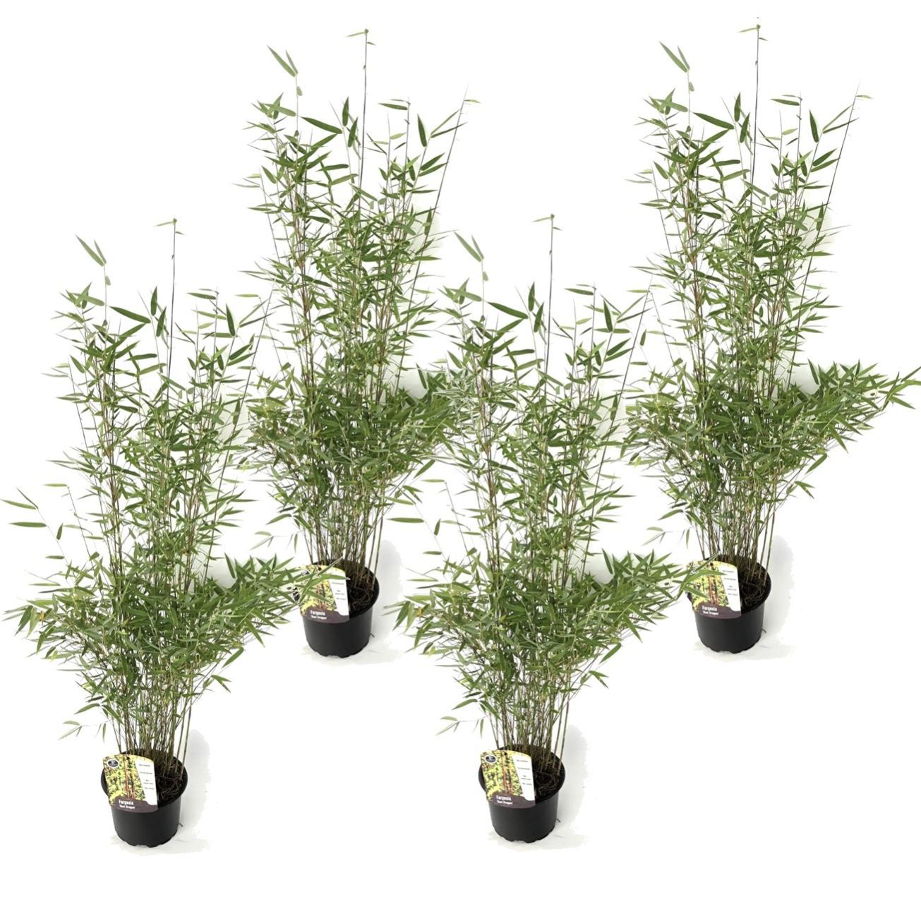 Fargesia 'Red Dragon' - Bambú rojo - Set de 4 - Maceta 17cm - Altura 60 ...