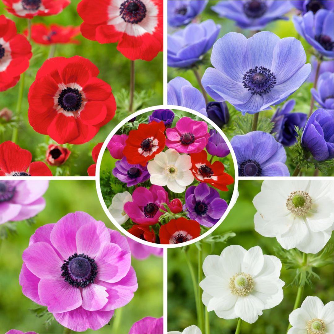 Plant in a Box - Anemone de Caen x50 - Anemoni de Caen - Bulbi di ...