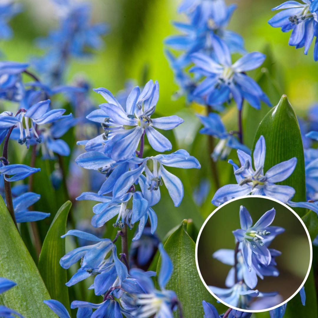 Scilla Siberica - Bulbos x50 - Jacinto Estrella Oriental - Azul | Leroy ...