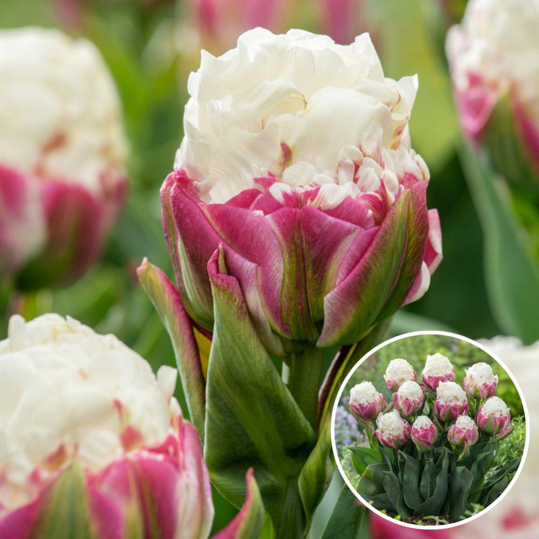 Plant in a Box - Tulipa Ice Cream - Bulbi da fiore x15 - Tulipano ...