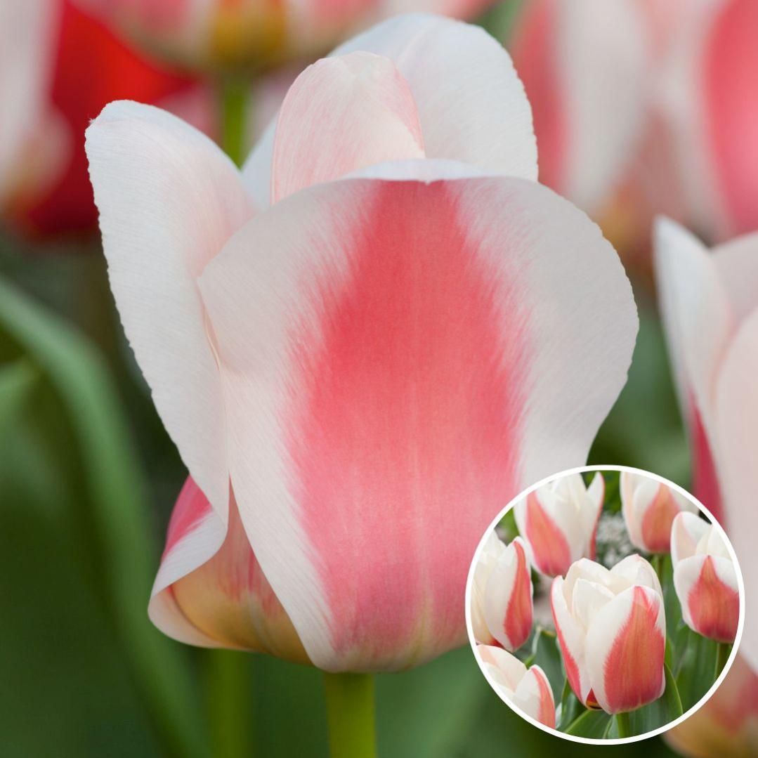 Tulipa Willem vd Akker - Bulbes à fleurs x14 - Tulipe Bicolore | Leroy ...