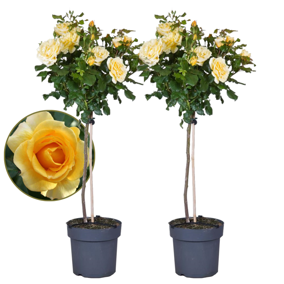 Plant in a Box - Rosa Palace 'Mysore' - Set di 2 - Rosa a stelo giallo ...