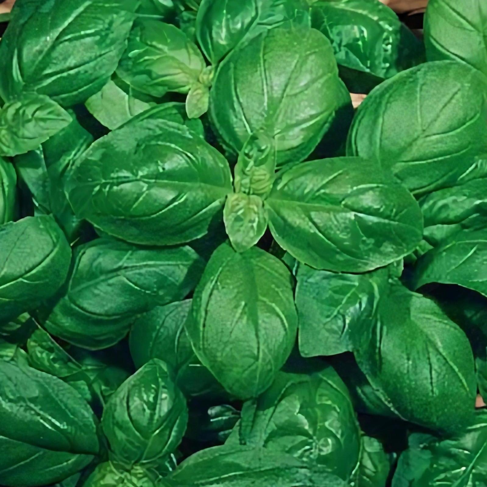 Semi di basilico italiano classico per pesto con foglie profumate per ...