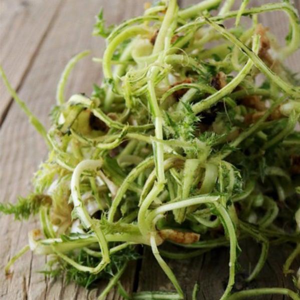 Semi di cardone cardoncello selvativo ortaggio pianta per orto e ...