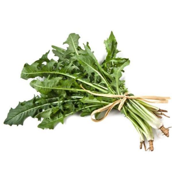 Semi di cicoria cicoriella selvatica foglia frastagliata insalata orto ...