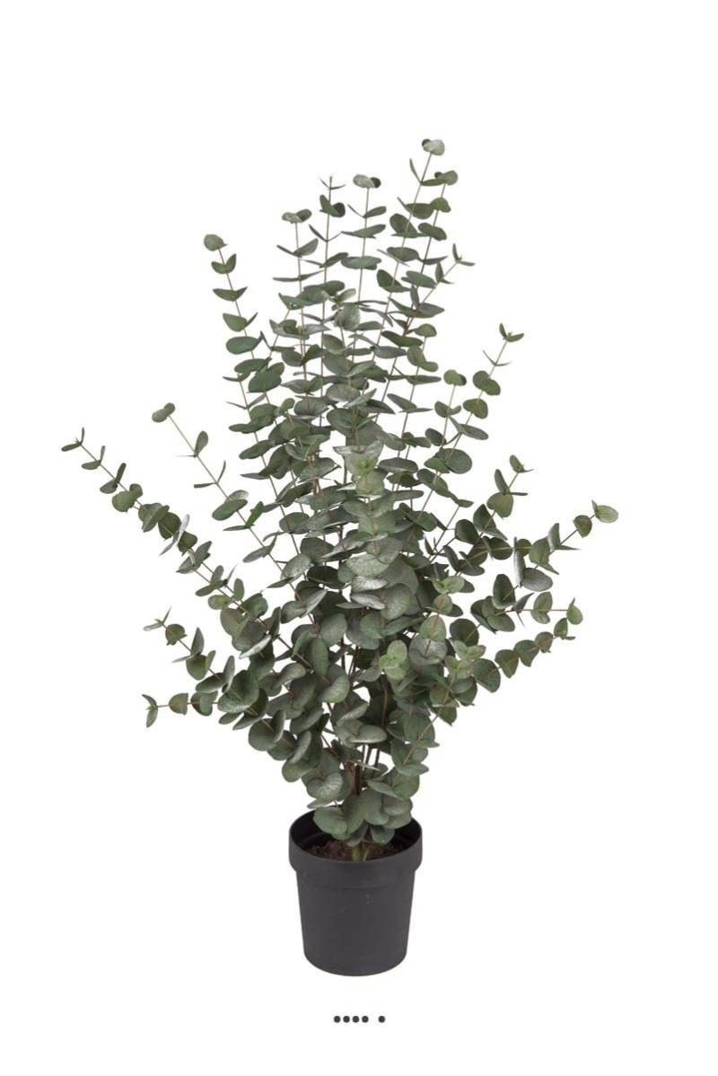 Eucalyptus Cinerea En Pot