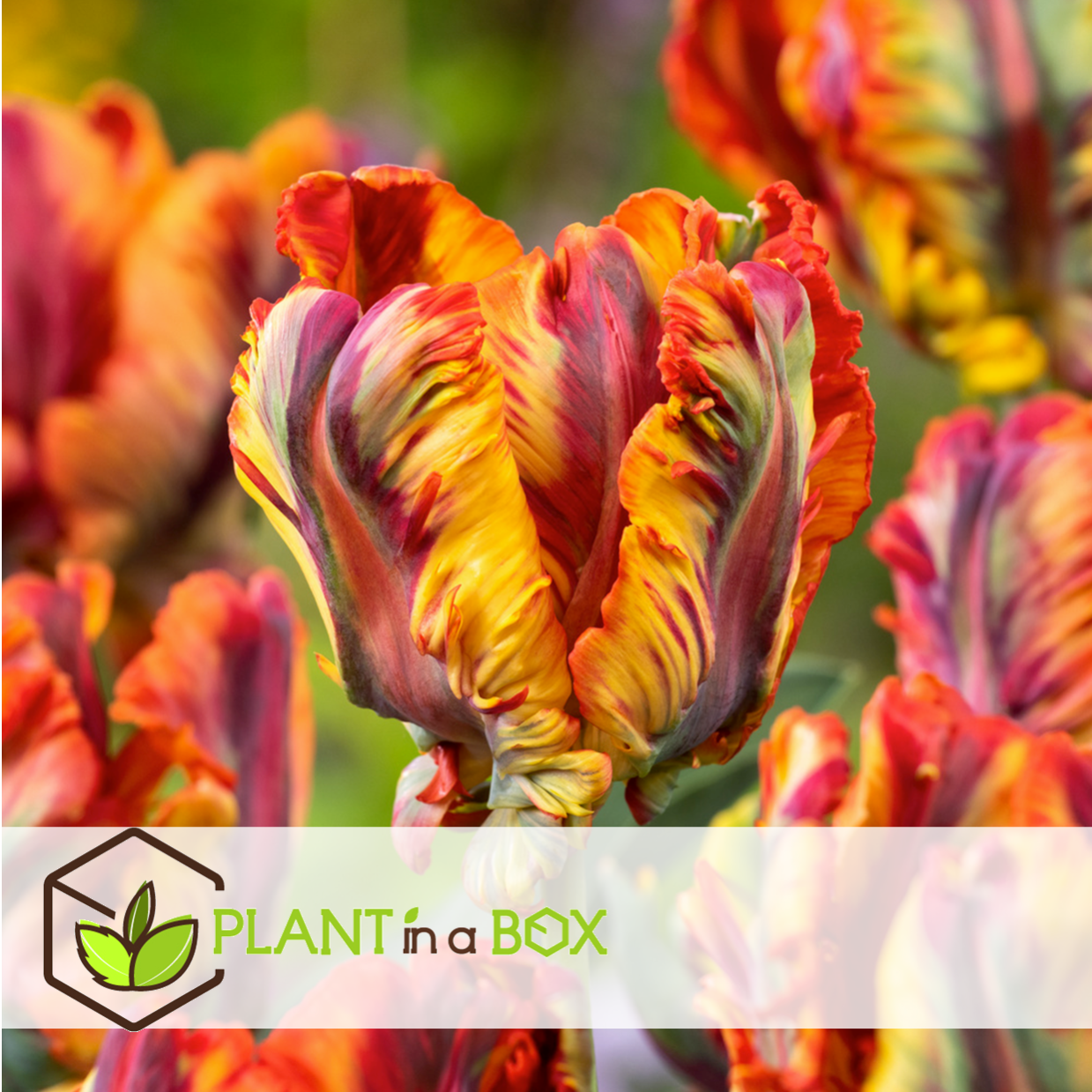 Plant in a Box - Tulipa Rasta Parrot - Bulbi di Tulipano - Set di 10 ...