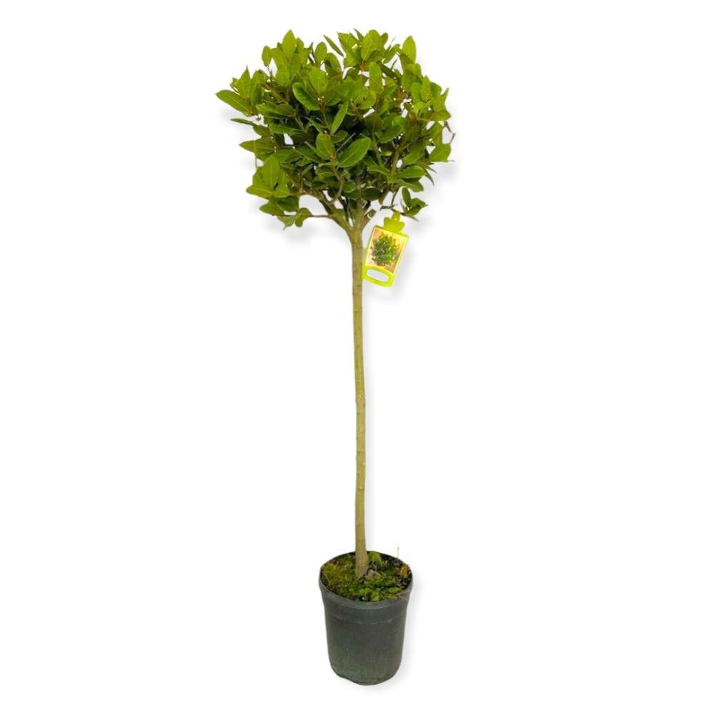 PIANTA di ALLORO AD ALBERELLO Laurus Nobilis VASO 20CM H 100 CM FOTO ...