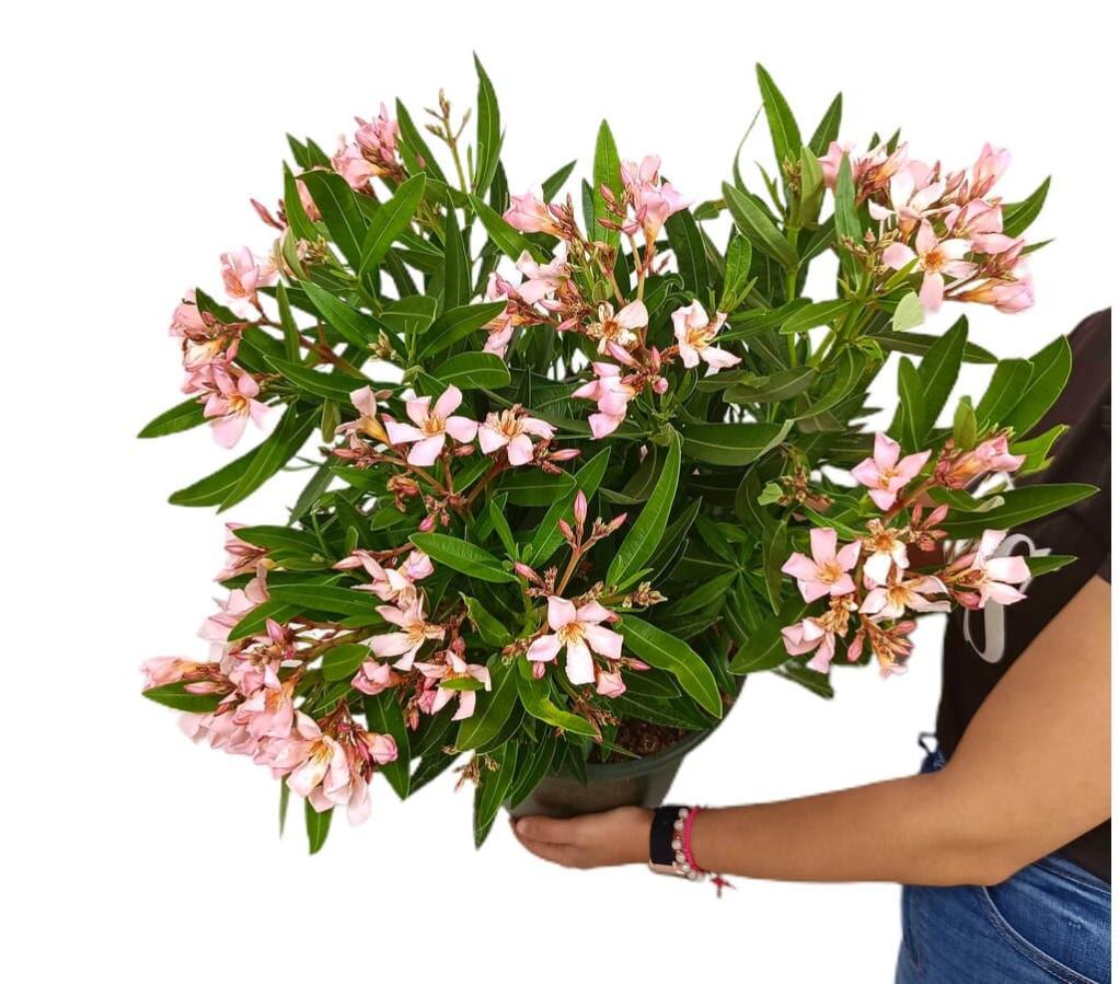 ADELFA ROSA M26 70CM (VALADRE O NERIUM OLEANDER) | Leroy Merlin