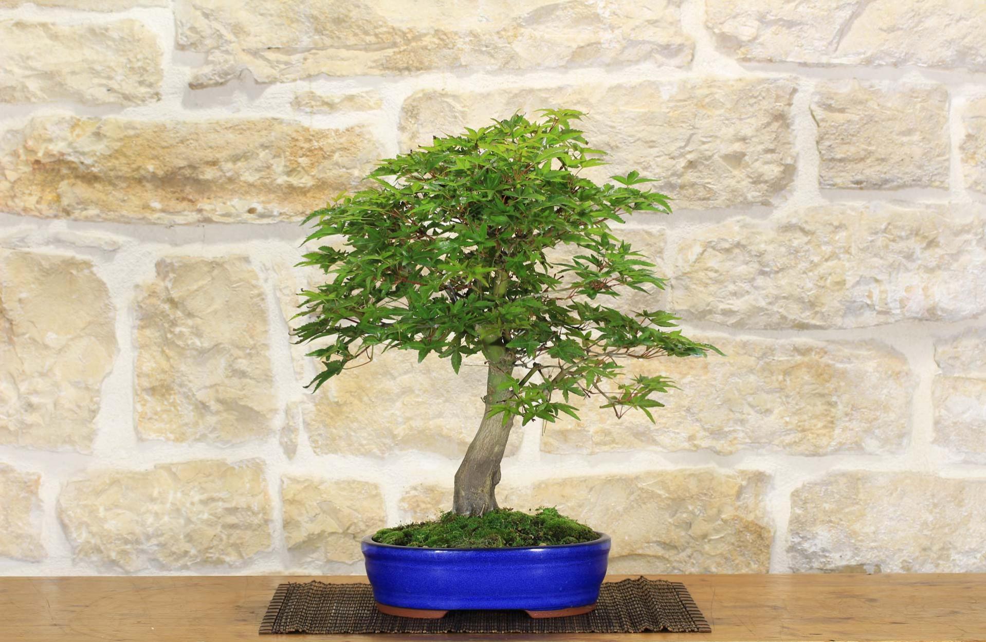 Bonsai di Acero Palmato (47) | Leroy Merlin