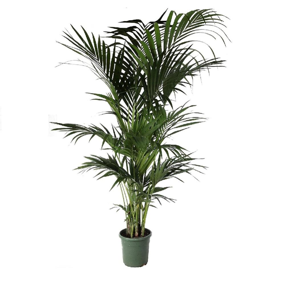 Pianta di KENTIA VERA da appartamento PALMA HOWEA in vaso 22 cm FOTO ...