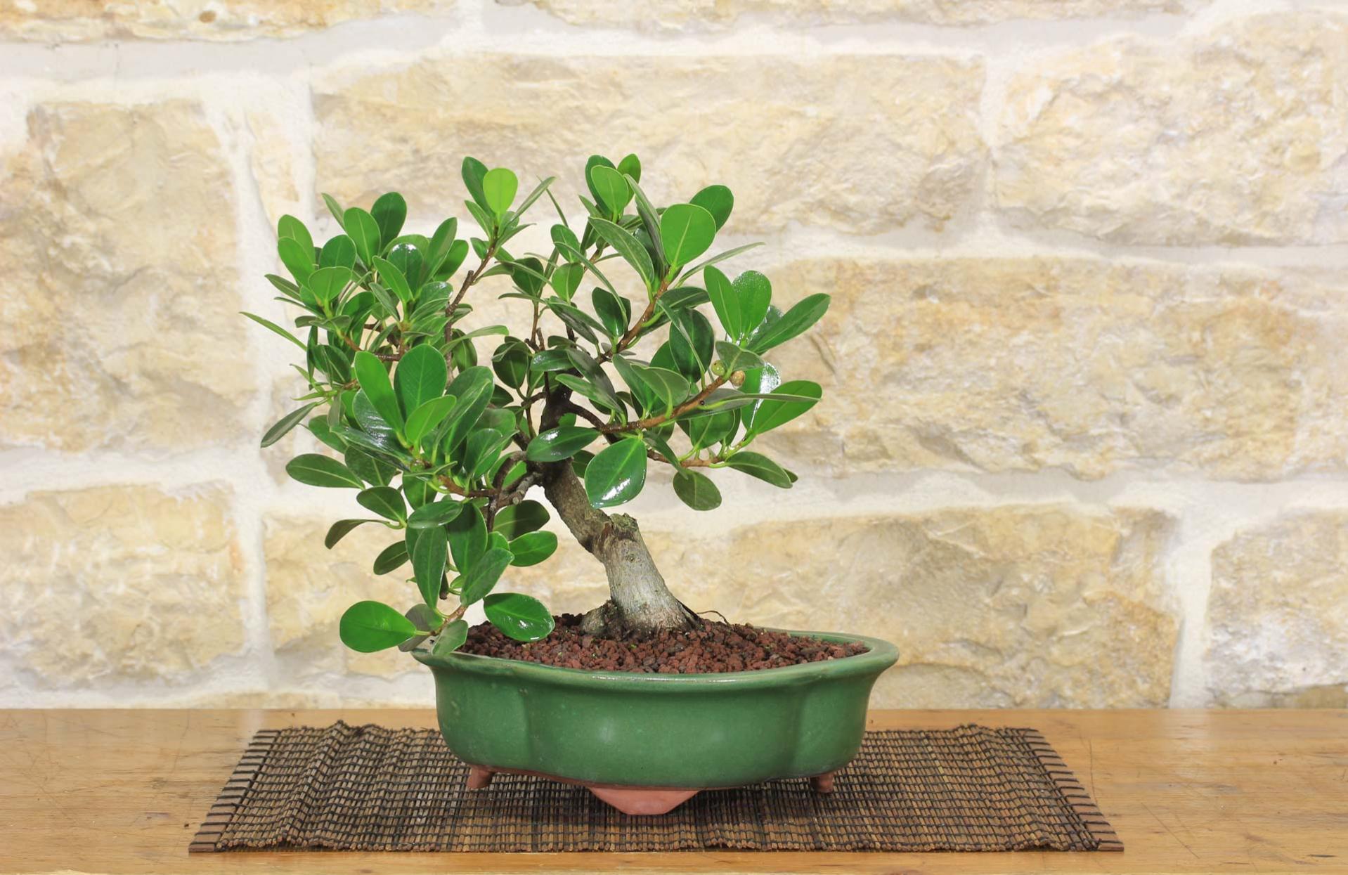 Bonsai Ficus Panda (22) | Leroy Merlin