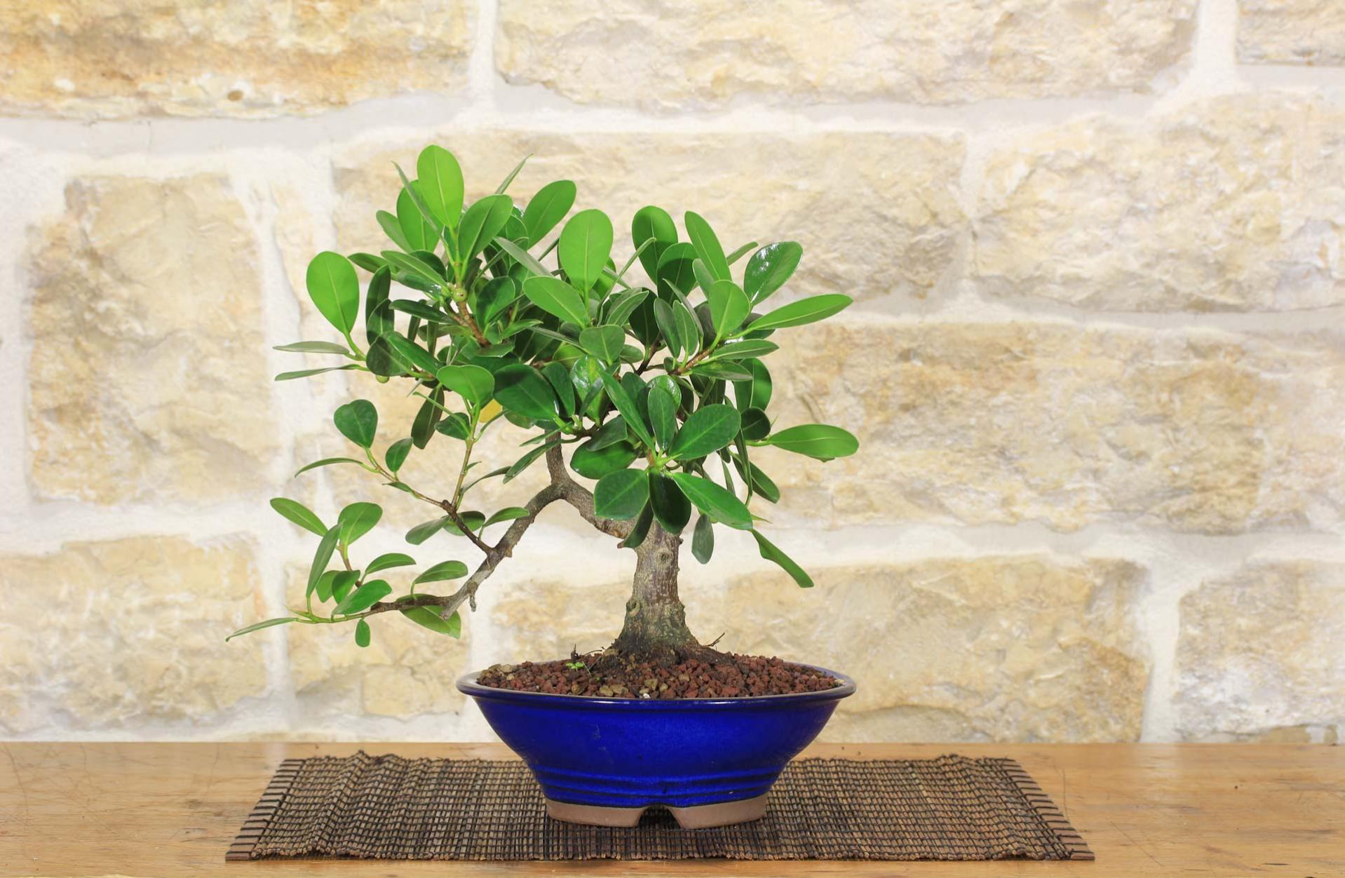 Bonsai Ficus Panda (21) | Leroy Merlin