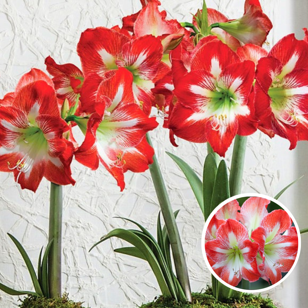 Plant in a Box - Hippeastrum - Set di 2 - Bulbi di Amarillis Rossi e ...
