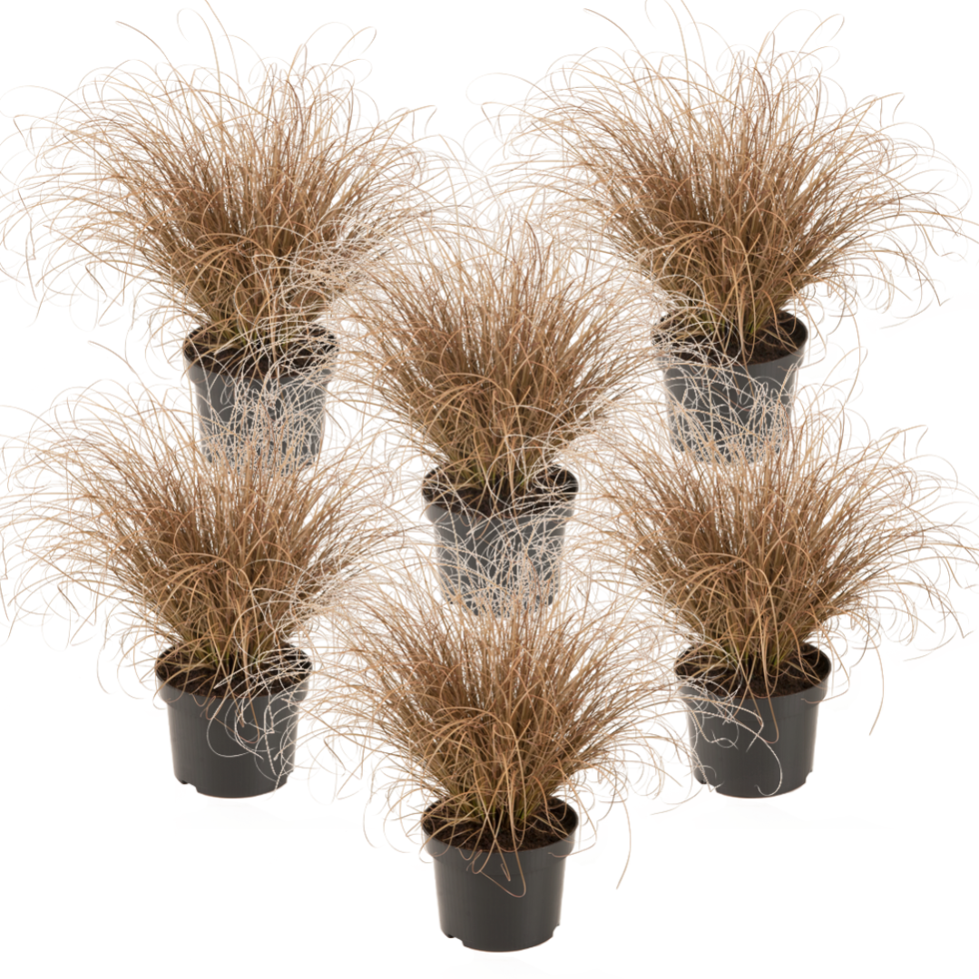 Plant in a Box - Carex Comans Bronco - Set di 6 - Carice - Erba ...