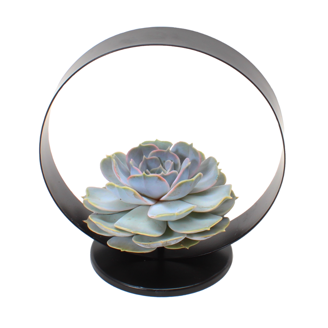 Plant in a Box - Echeveria Black Metal Ring - succulenta in anello ...