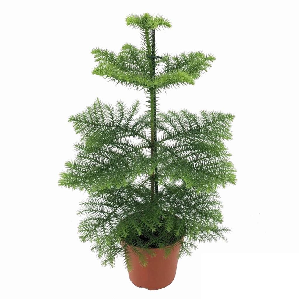 Plant in a Box - Araucaria Heterophylla - Pino di Norfolk - Pino da ...