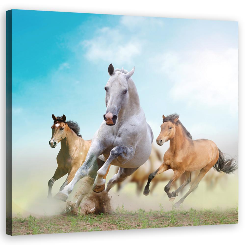 Quadro su tela, Cavalli al galoppo - 40x40 | Leroy Merlin