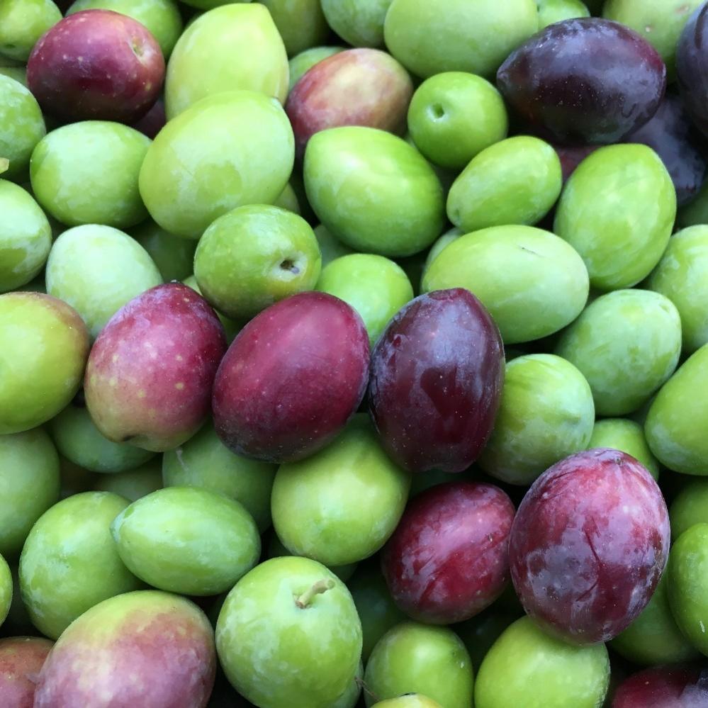 Pianta Albero di OLIVO da olio BIANCOLILLA oliva ulivo H 100/130 CM ...