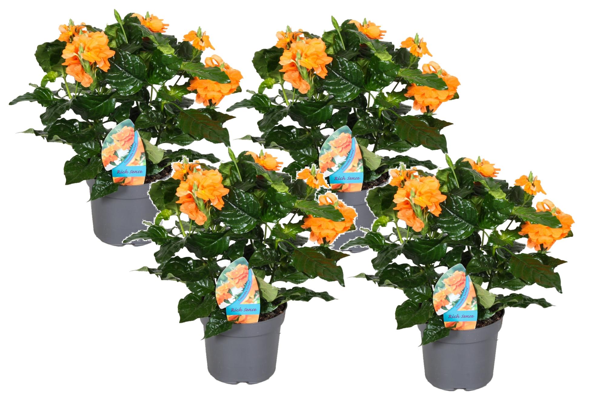Crossandra 'Fortuna' - Set de 4 - Maceta 13cm - Altura 20-30cm | Leroy ...
