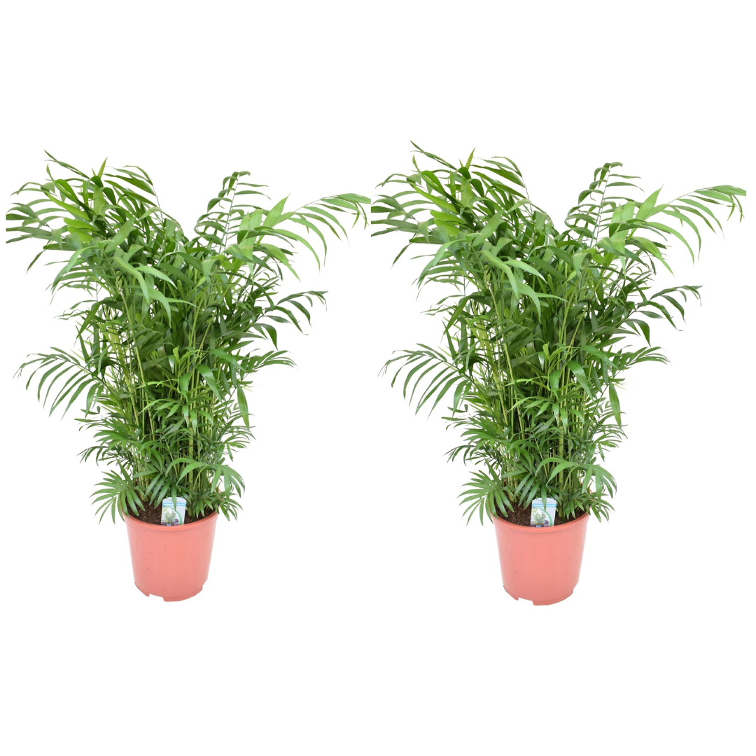 Plant in a Box - Chamaedorea elegans - Un set di 2 piante - Palma da ...