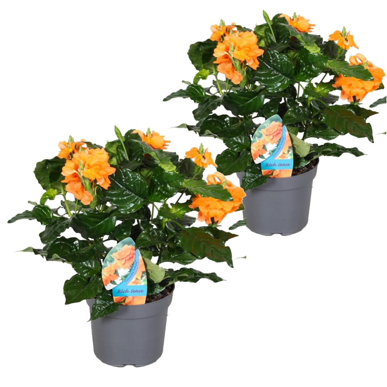 Crossandra Infundibuliformis Fortuna - Set de 2 - Pot 13cm - Hauteur 20 ...