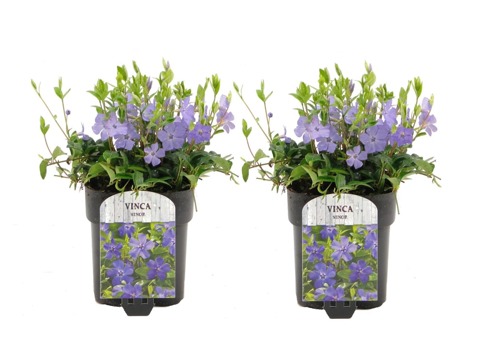 Vinca Minor - Set de 2 - Petite pervenche - Pot 17cm - Hauteur 25-40cm ...