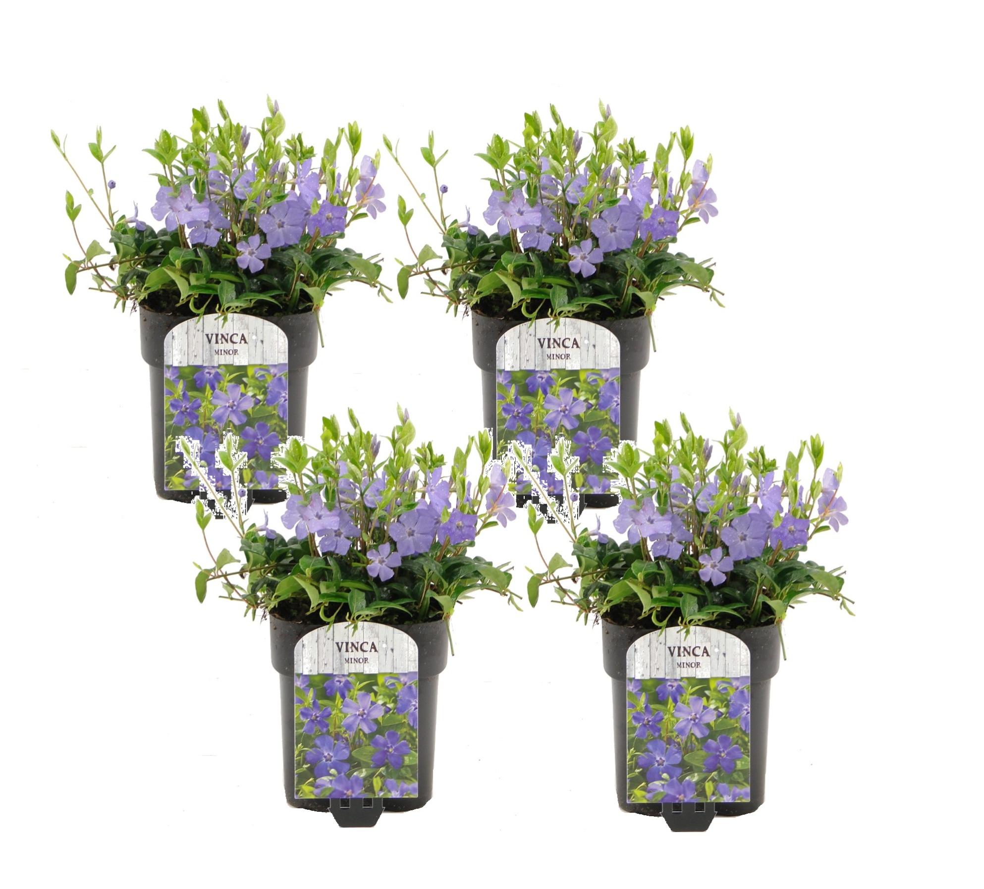 Vinca Minor - Set de 4 - Petite pervenche - Pot 17cm - Hauteur 25-40cm ...