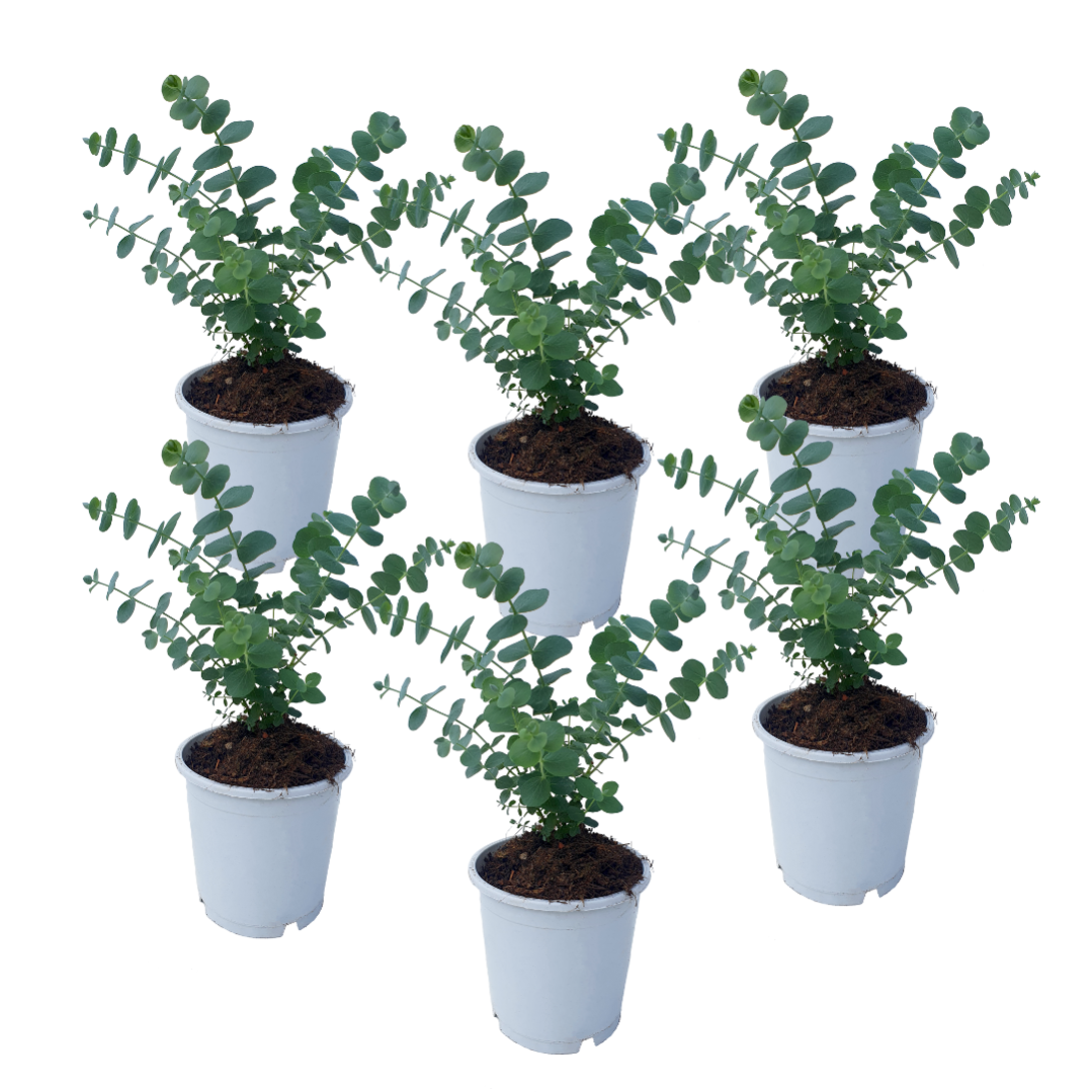 Plant in a Box - Eucalyptus Pulverulenta 'Baby Blue' - Set di 6 - Vaso ...
