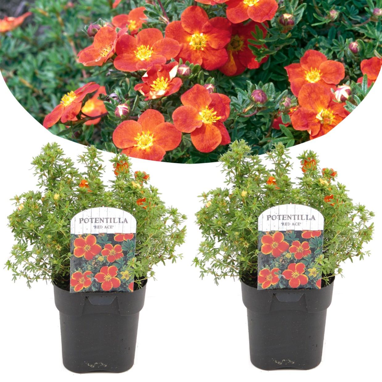 Plant in a Box - Set di 2 Potentilla Red Ace - Vaso 17cm - Altezza 20 ...