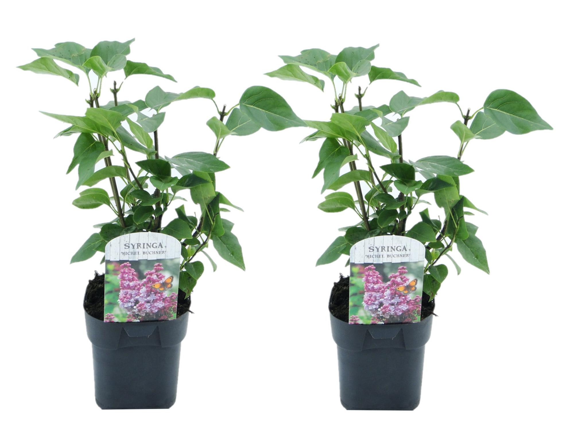 Plant in a Box - Syringa vulgaris 'Michel Buchner' - Set di 2 - Arbusto ...