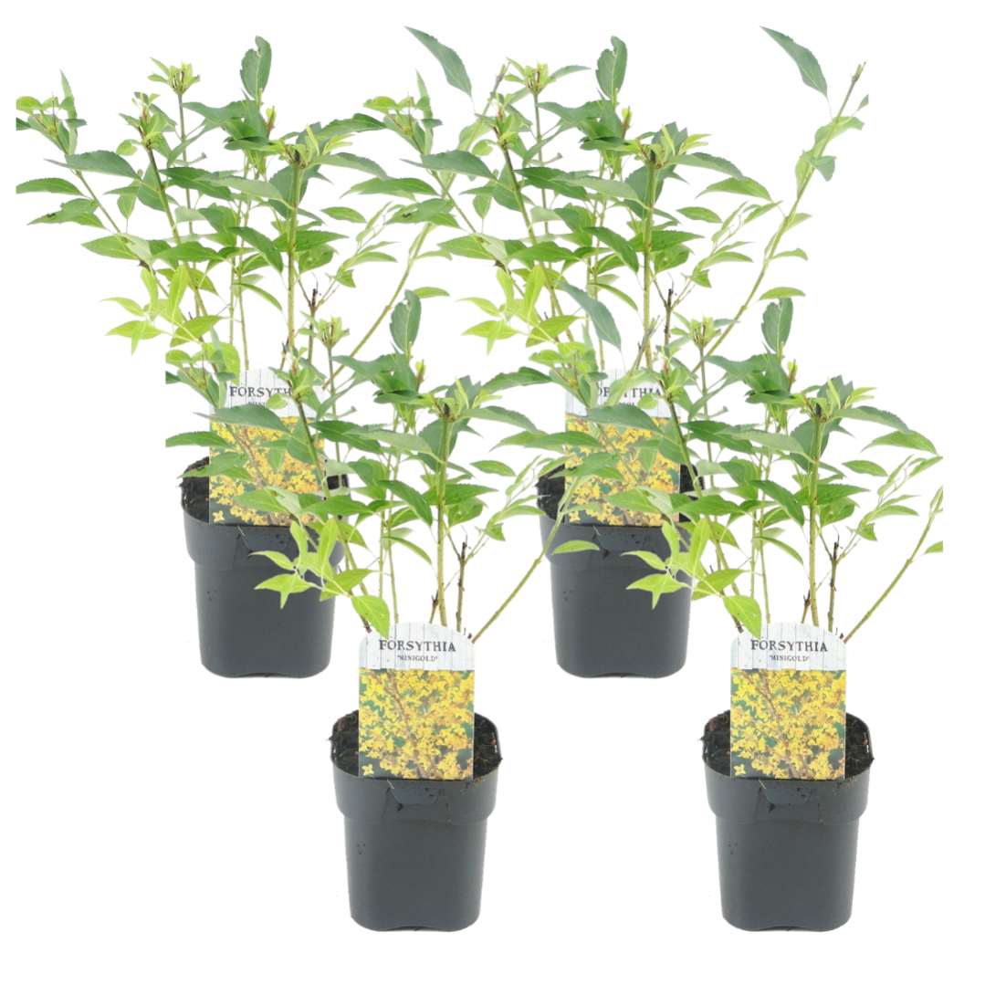 Plant in a Box - Forsythia intermedia 'Minigold' - Set di 4 - Forsythia ...