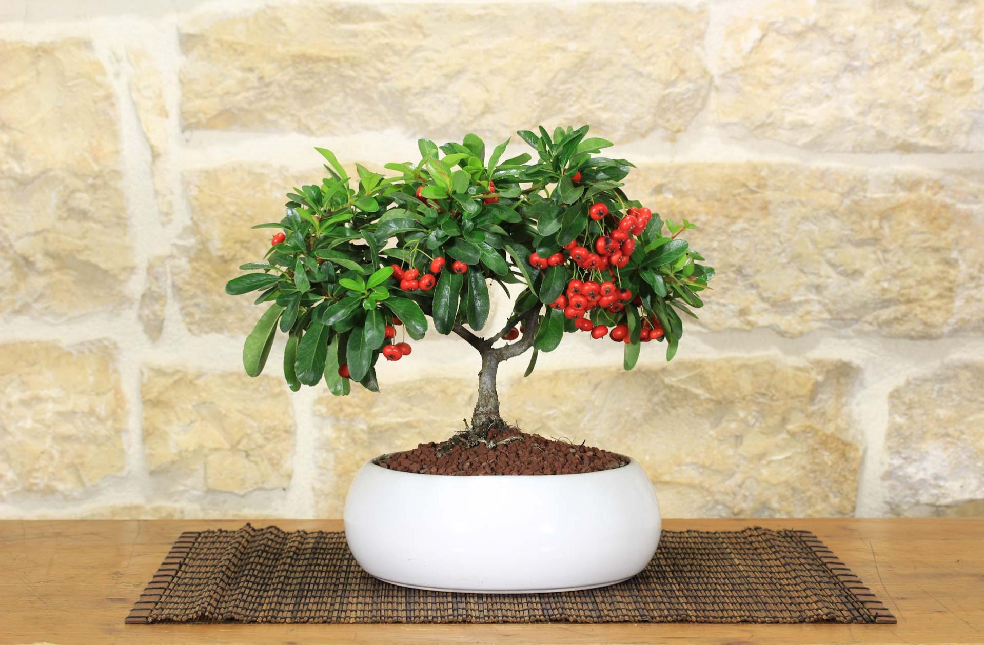 Bonsai di Pyracantha in ciotola bassa - bacche rosse | Leroy Merlin