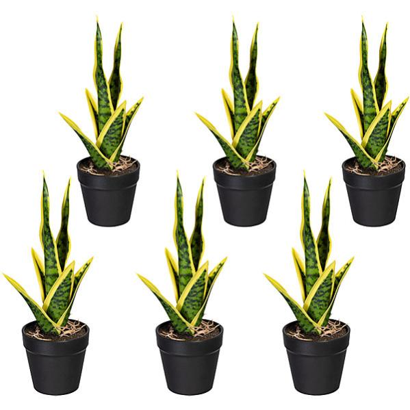 Kaiserkraft | Mini Sanseveria | conf da 6 pz | altezza ca 270 mm | verde-giallo | vaso di ...