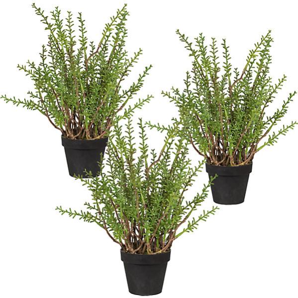 Kaiserkraft | Timo limone | conf da 3 pz | in vaso di plastica ...