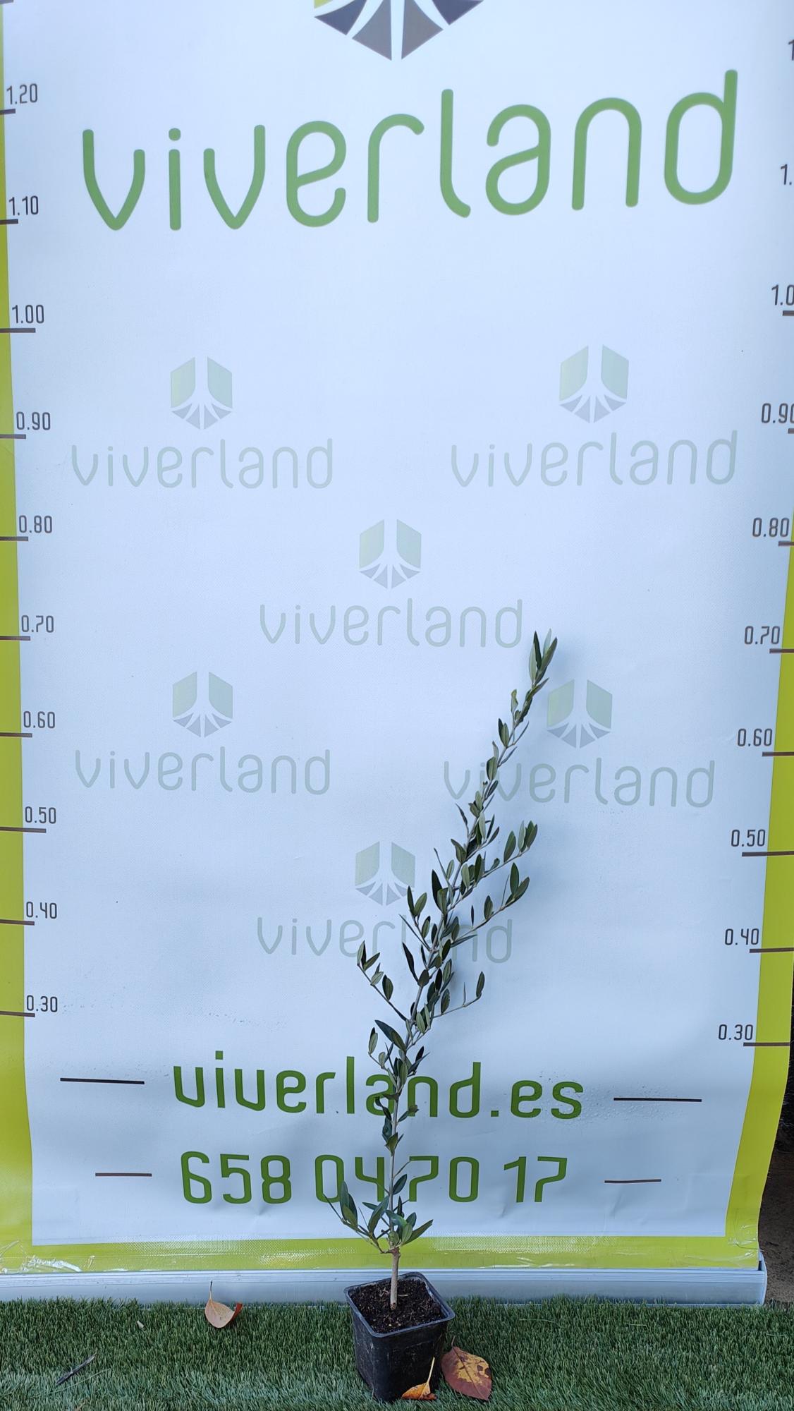 OLIVO PICUAL MARTEÑO CEPELLON | Leroy Merlin