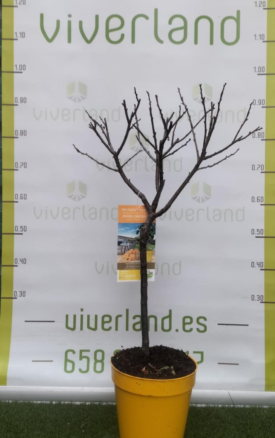 CIRUELO ENANO MACETA COLOR | Leroy Merlin