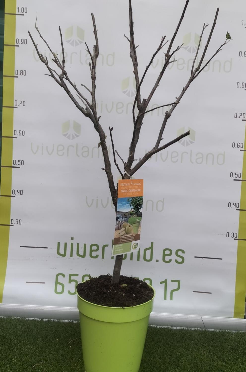 MANZANO ENANO MACETA COLOR | Leroy Merlin