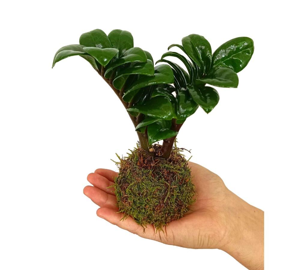 KOKEDAMA MICRO ZAMIOCULCA | Leroy Merlin