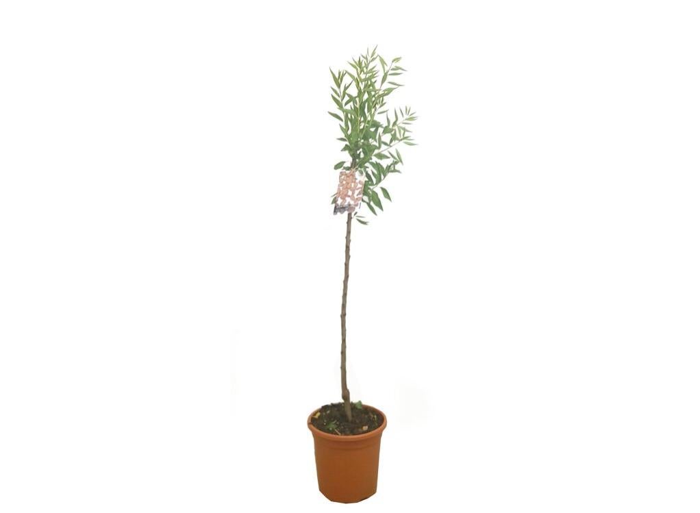 ALMENDRO MARCONA M32 160CM | Leroy Merlin