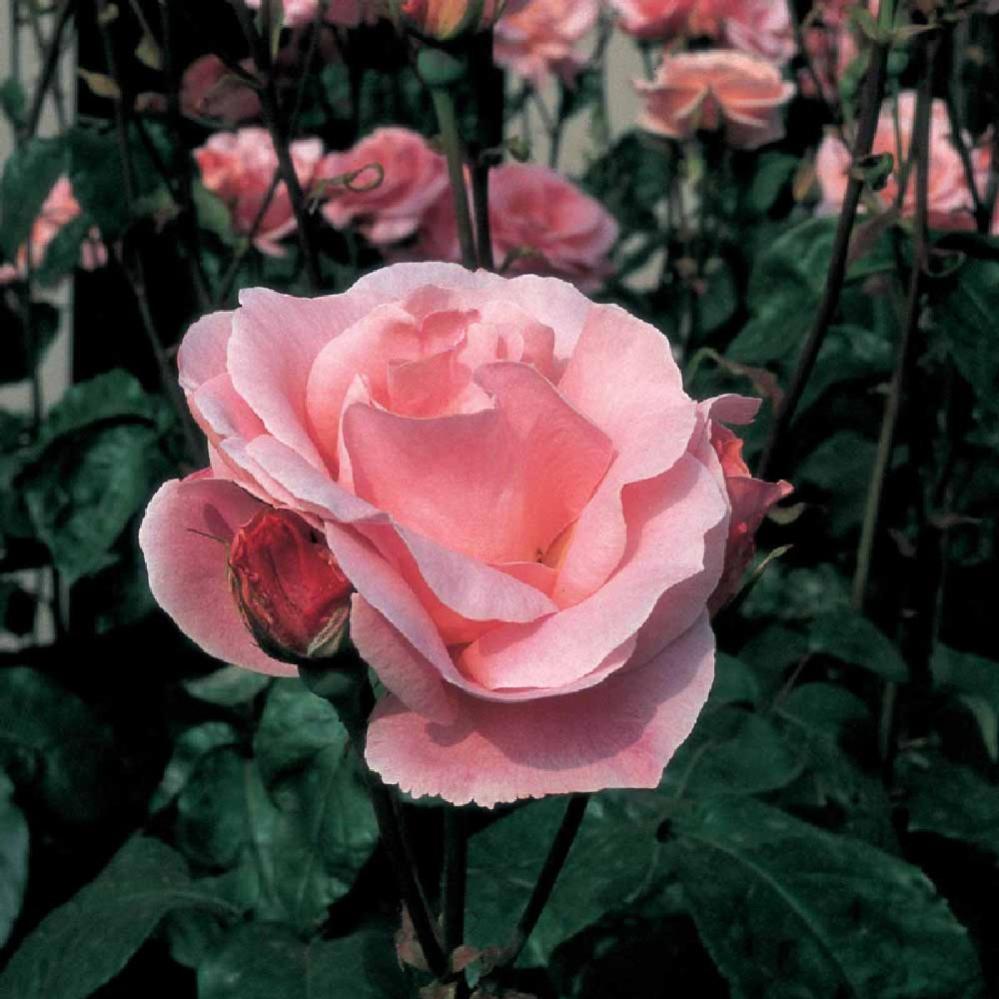 Pianta ROSA QUEEN ELISABETH ® MEILLAND rosa vera PROFUMATA vaso19 FOTO ...