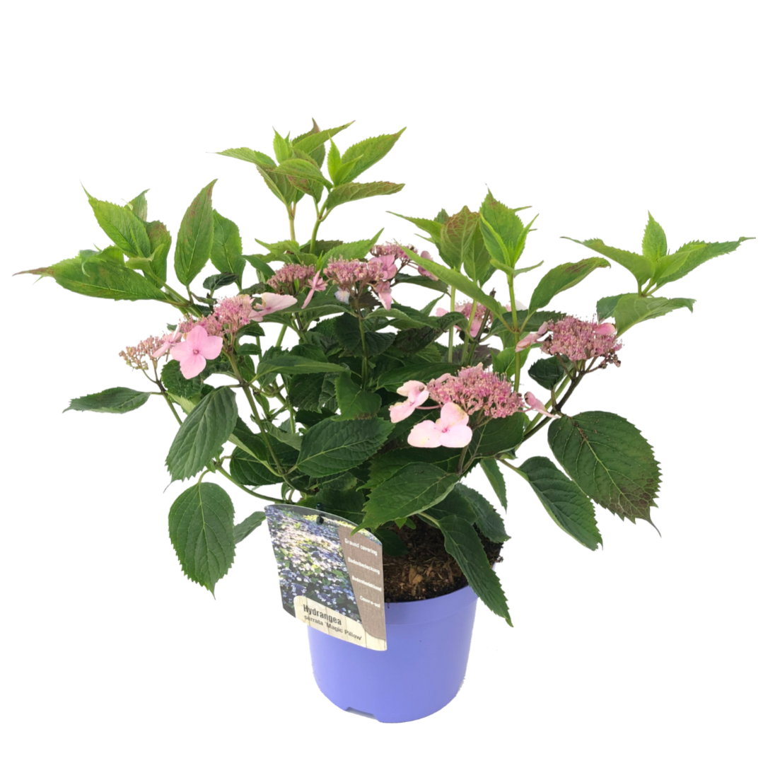 Plant in a Box - Ortensia hydrangea 'Magic Pillow' - Ortensia ...