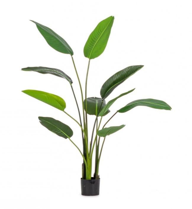 Pianta Strelitzia con Vaso 10Foglie H150 (2 Pezzi) - STERLIZIA | Leroy Merlin