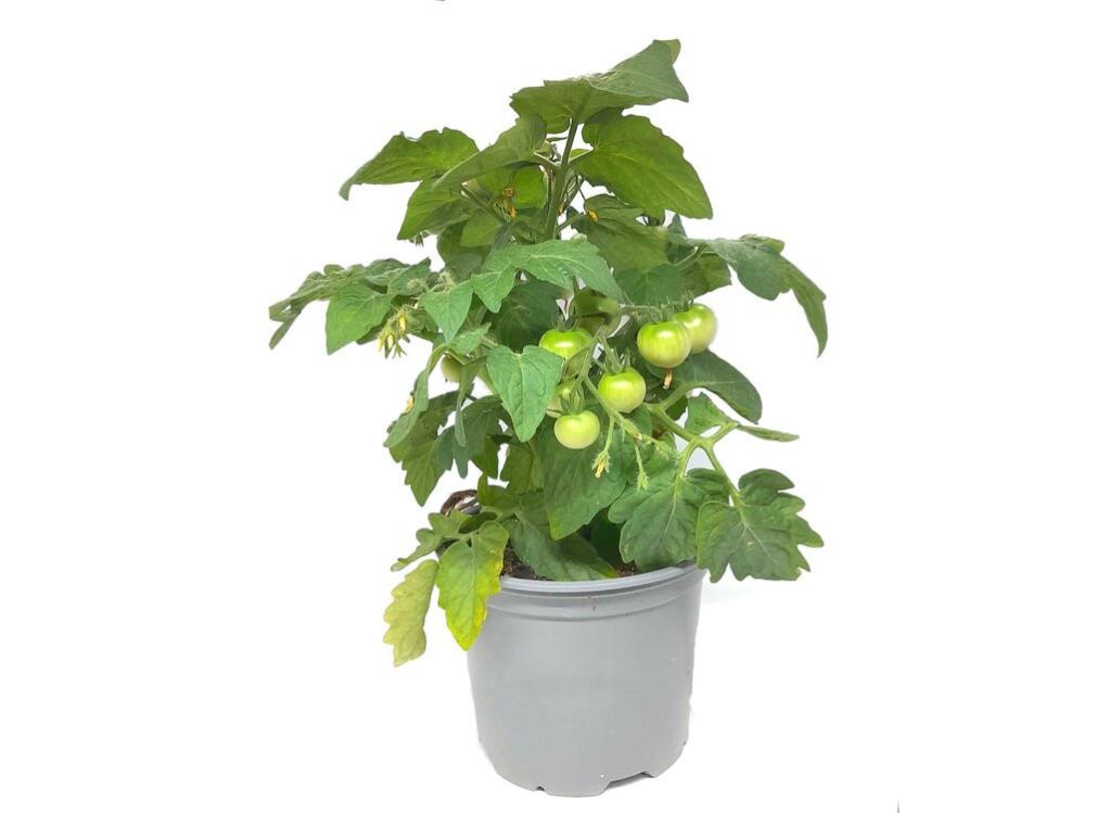 TOMATE CHERRY M14 | Leroy Merlin