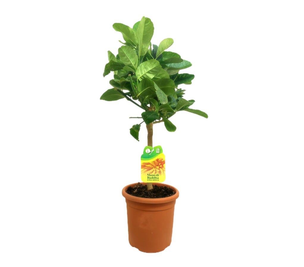 LIMÓN MANO DE BUDA M21 70-90CM | Leroy Merlin