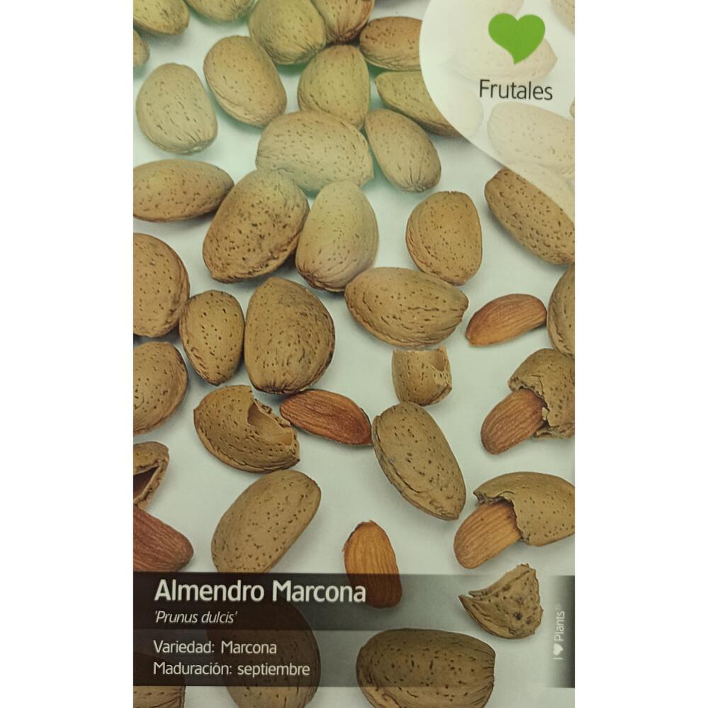 ALMENDRO MARCONA M25 130CM | Leroy Merlin