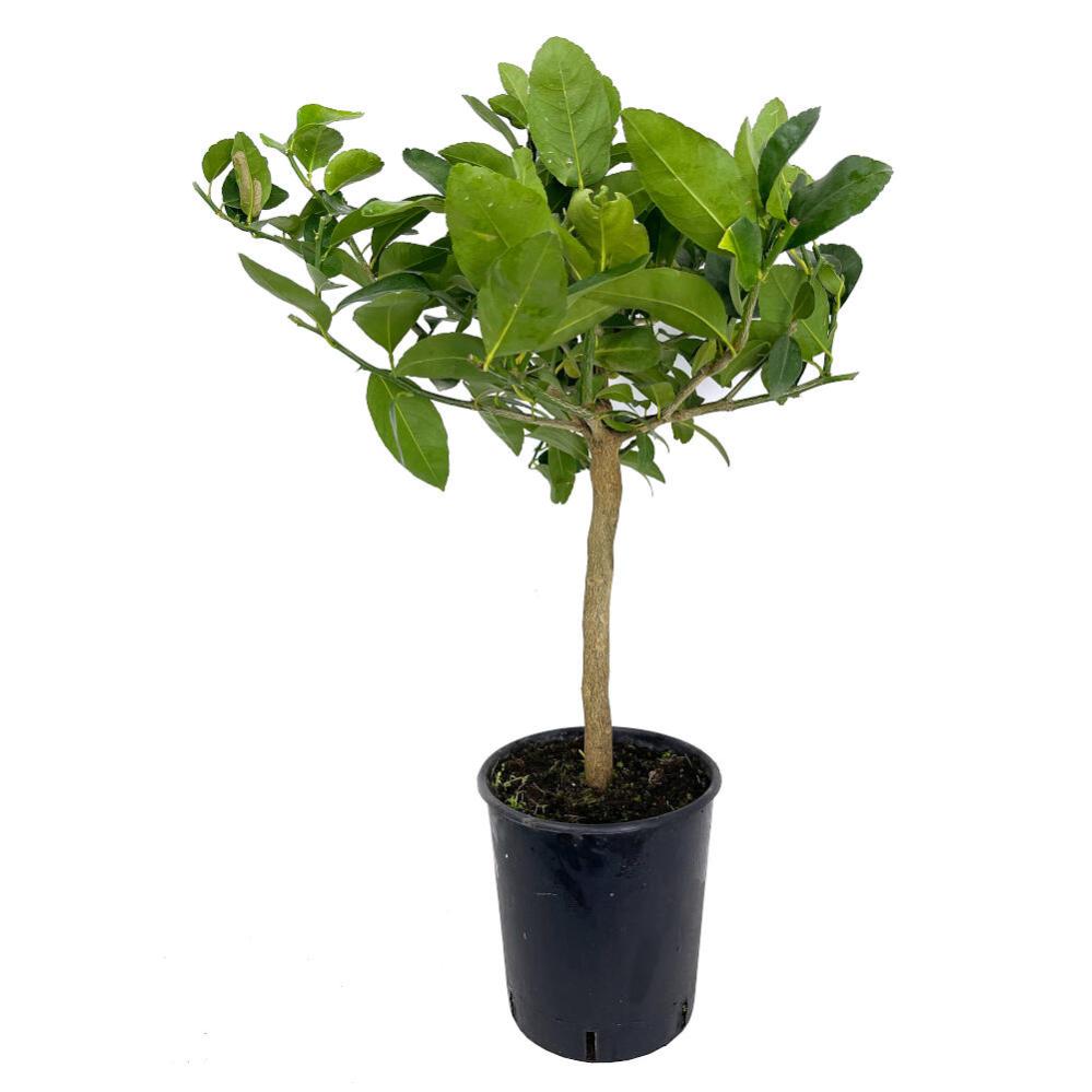 LIMA DE TAHITI SIN PEPITA (LIMON PERSA) M21 65CM | Leroy Merlin